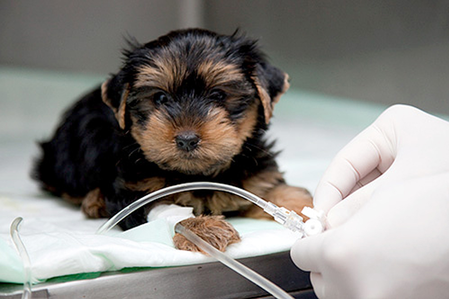 Servicios de hospitalización – familypets